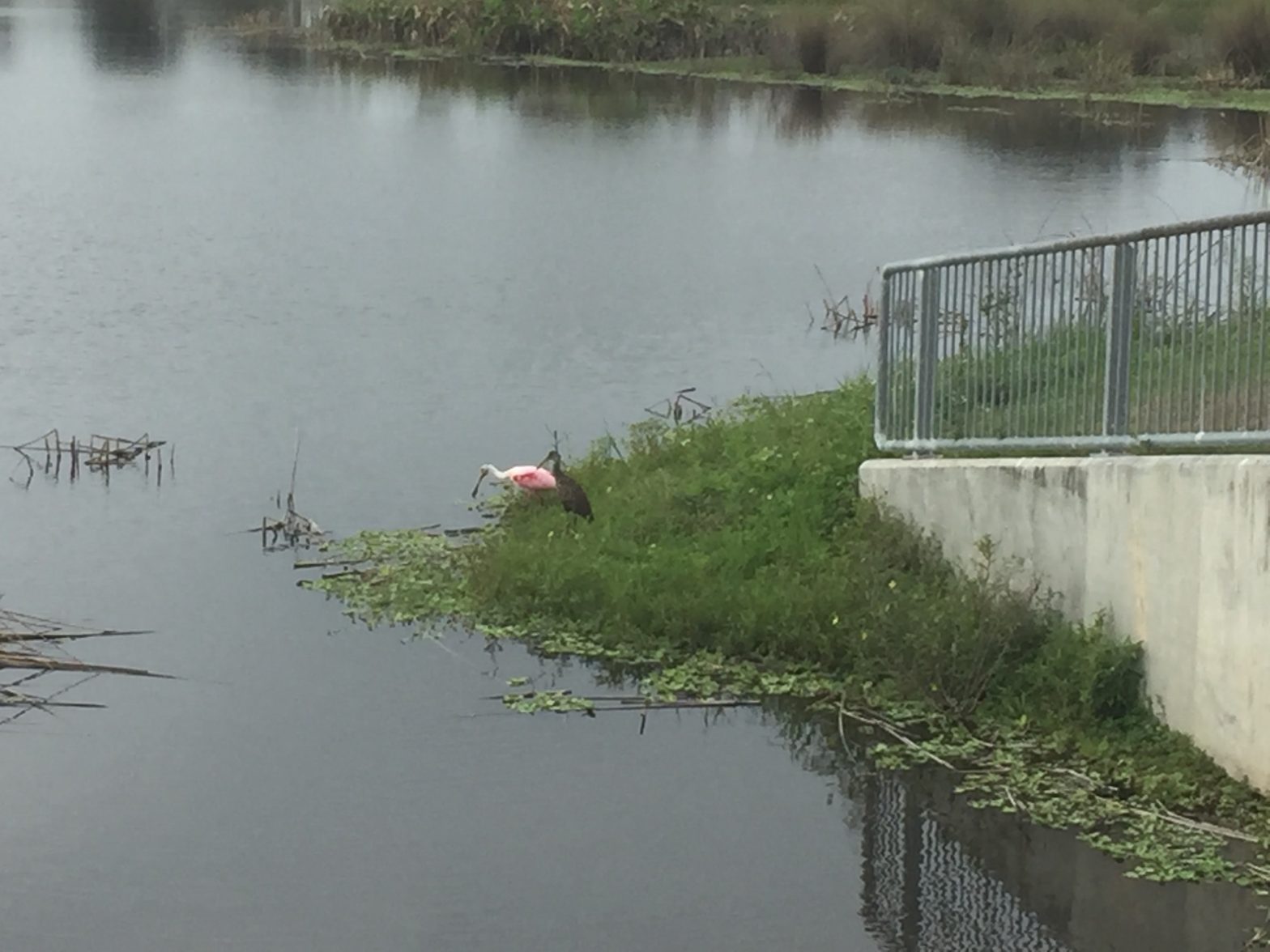 Climate Change - Sarasota Audubon | Sarasota, Florida